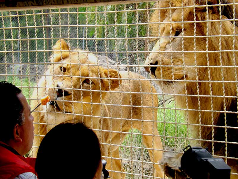 Reino Animal, divertido parque temático, Teotihuacán México. – Reino ...