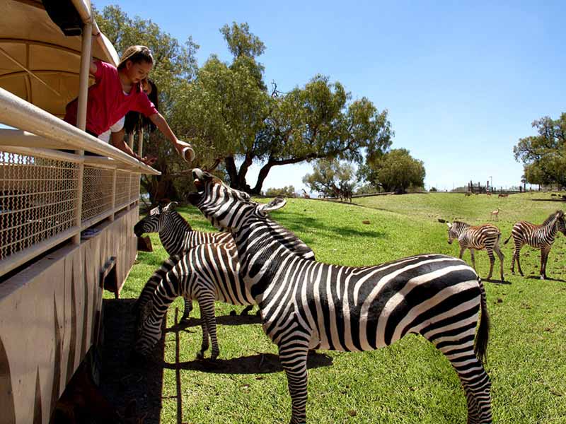 Reino Animal, divertido parque temático, Teotihuacán México. – Reino ...