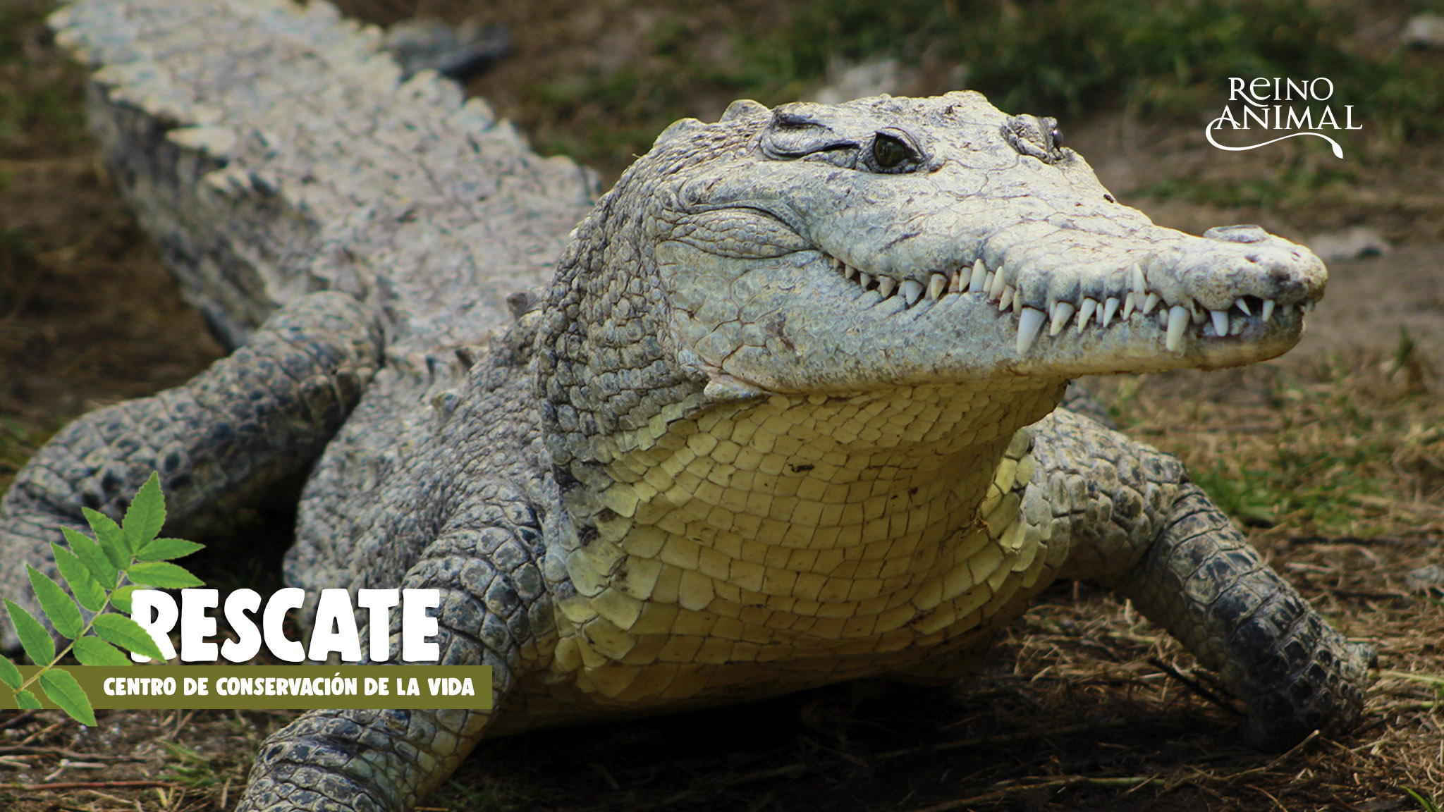 RESCATE Y CONSERVACIÓN | Reino Animal